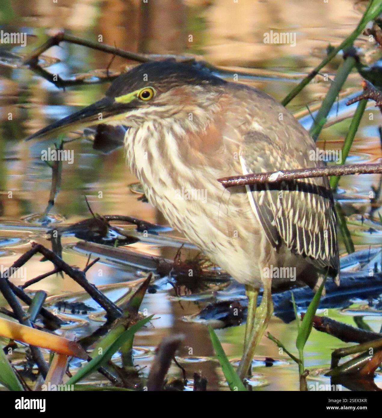 Surprise ponds hi-res stock photography and images - Alamy