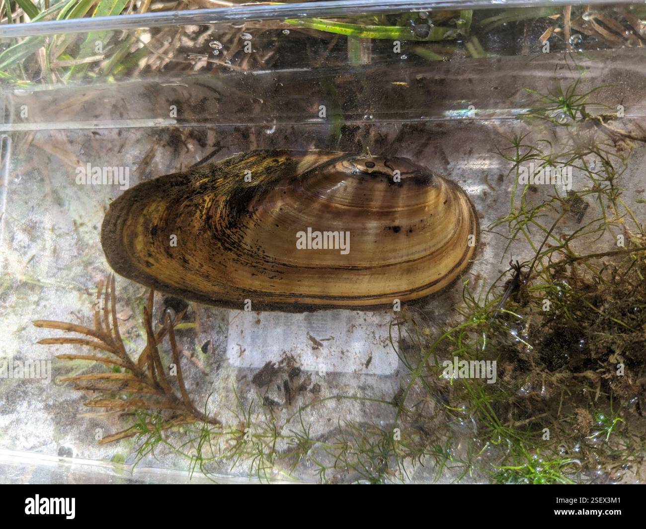 Western Floater (Anodonta kennerlyi), Mollusca, Victoria, BC V9C ...