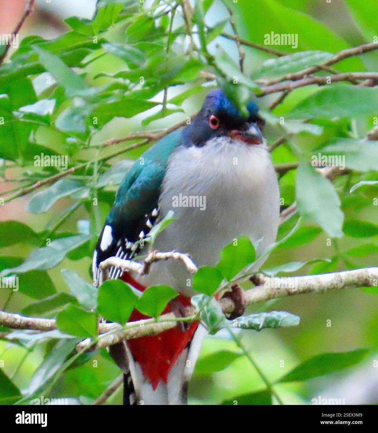 Cuban Trogon (Priotelus temnurus), Aves, Pinar del Río, CU, Beautiful ...