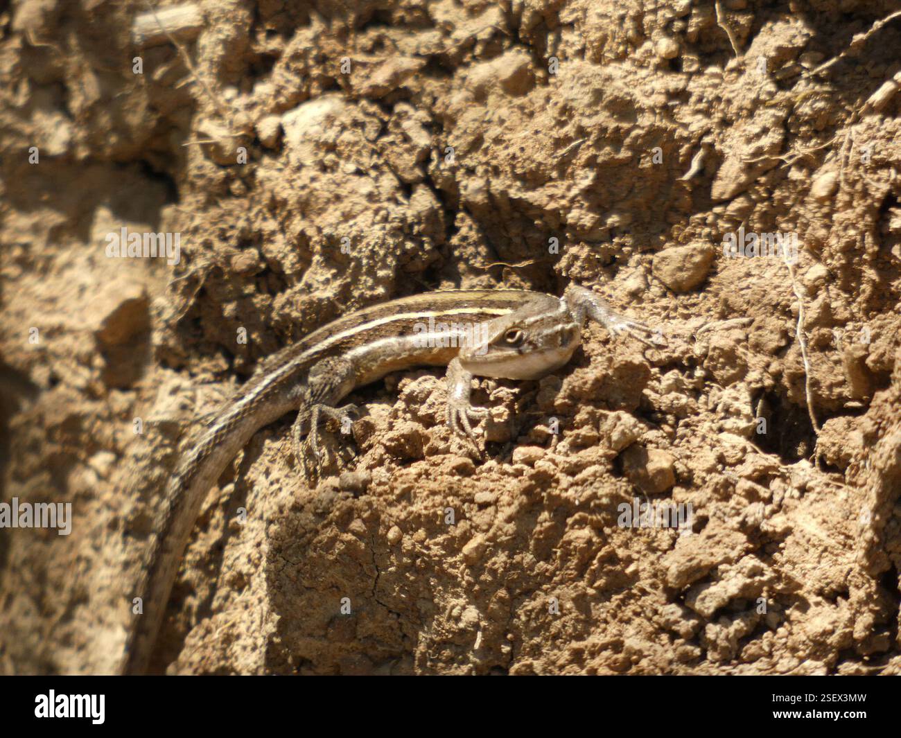 Valparaiso Smooth-throated Lizard (Liolaemus lemniscatus), Reptilia ...