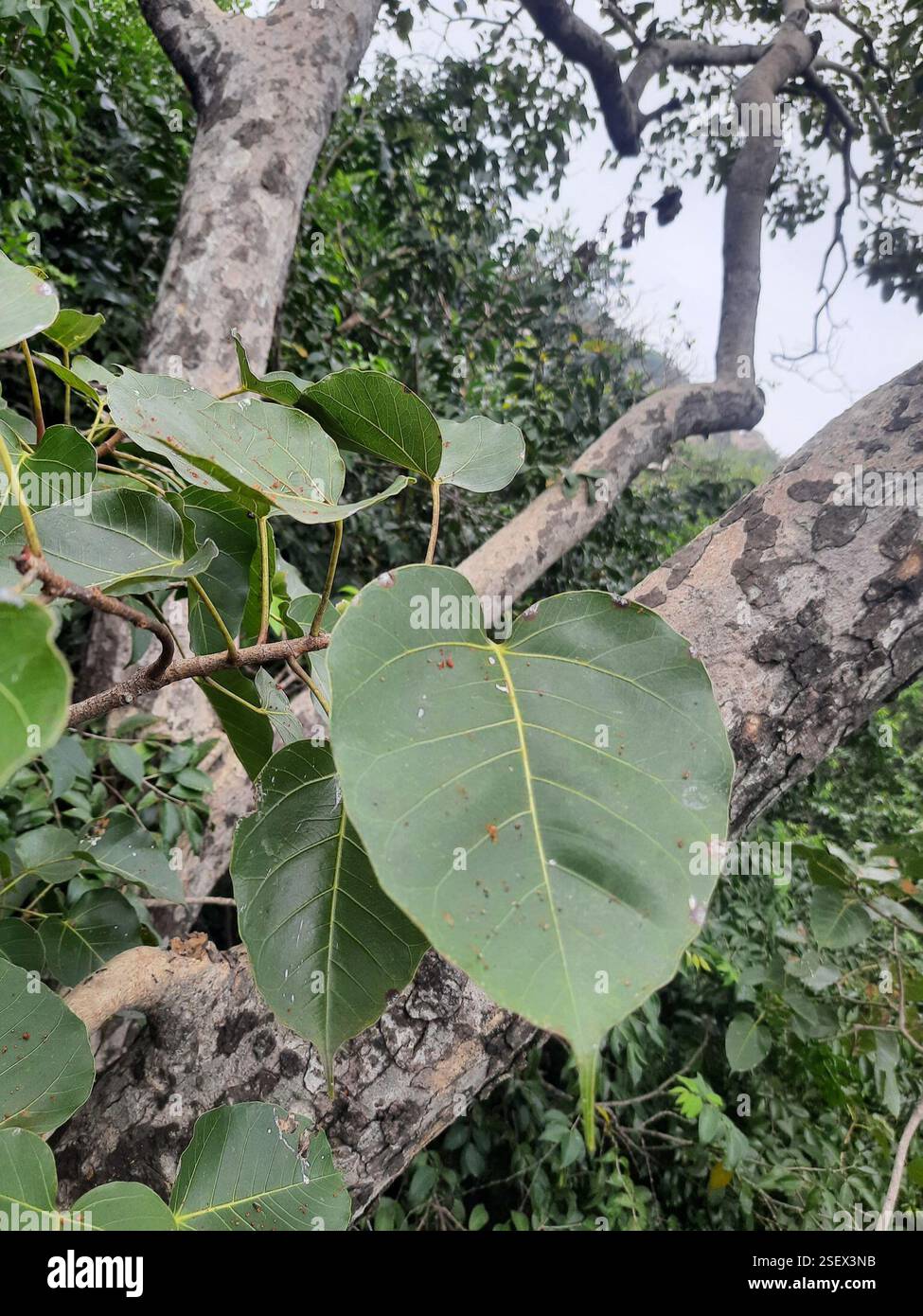 Indian Rock Fig (Ficus arnottiana), Plantae, Pakkamalai R.F Stock Photo ...