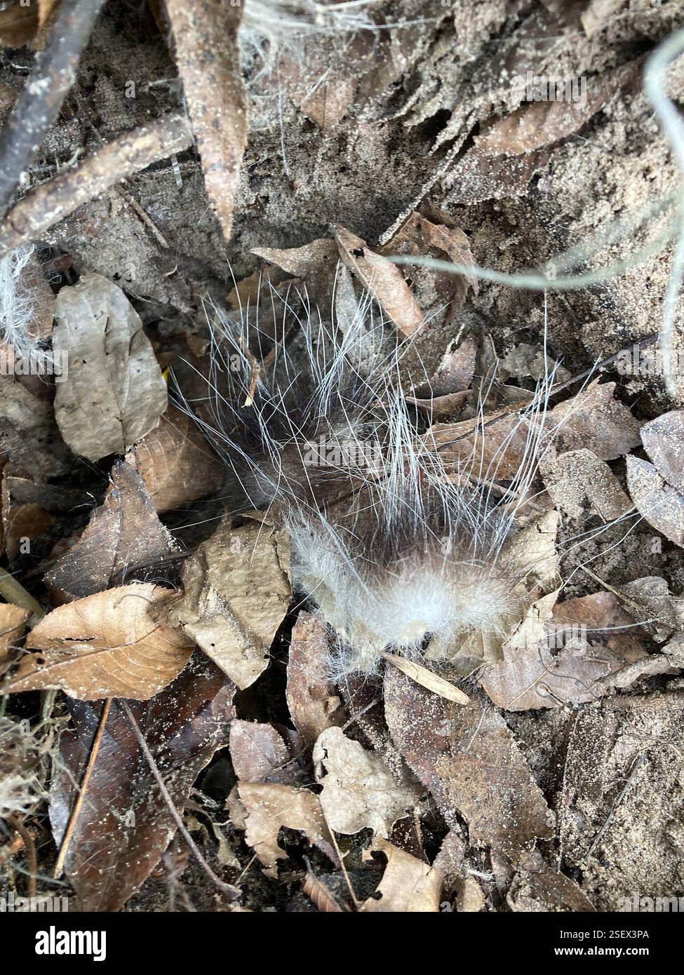 Virginia Opossum (Didelphis virginiana), Mammalia, University of ...