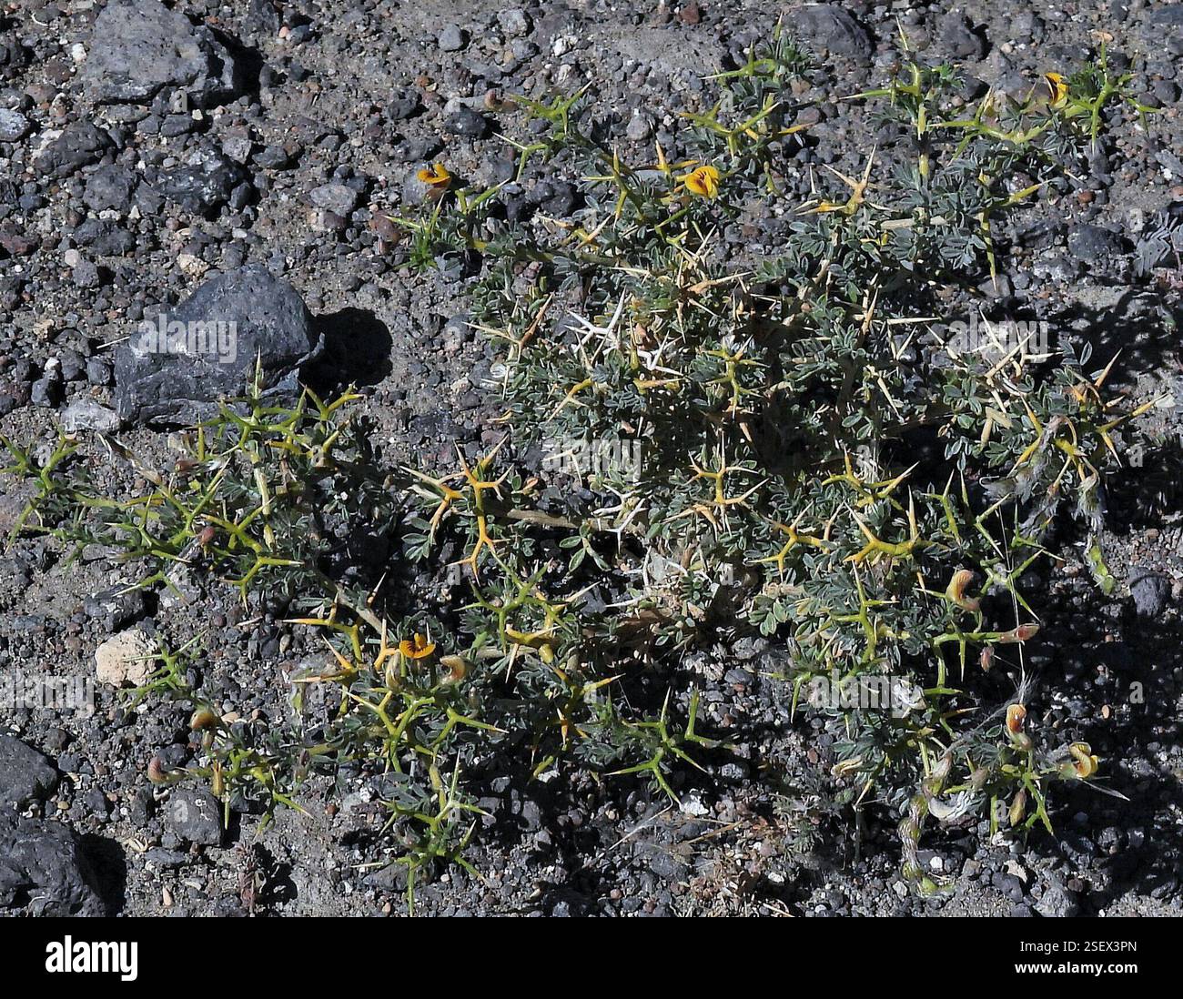 (Adesmia), Plantae, Telsen, Chubut, Argentina Stock Photo - Alamy