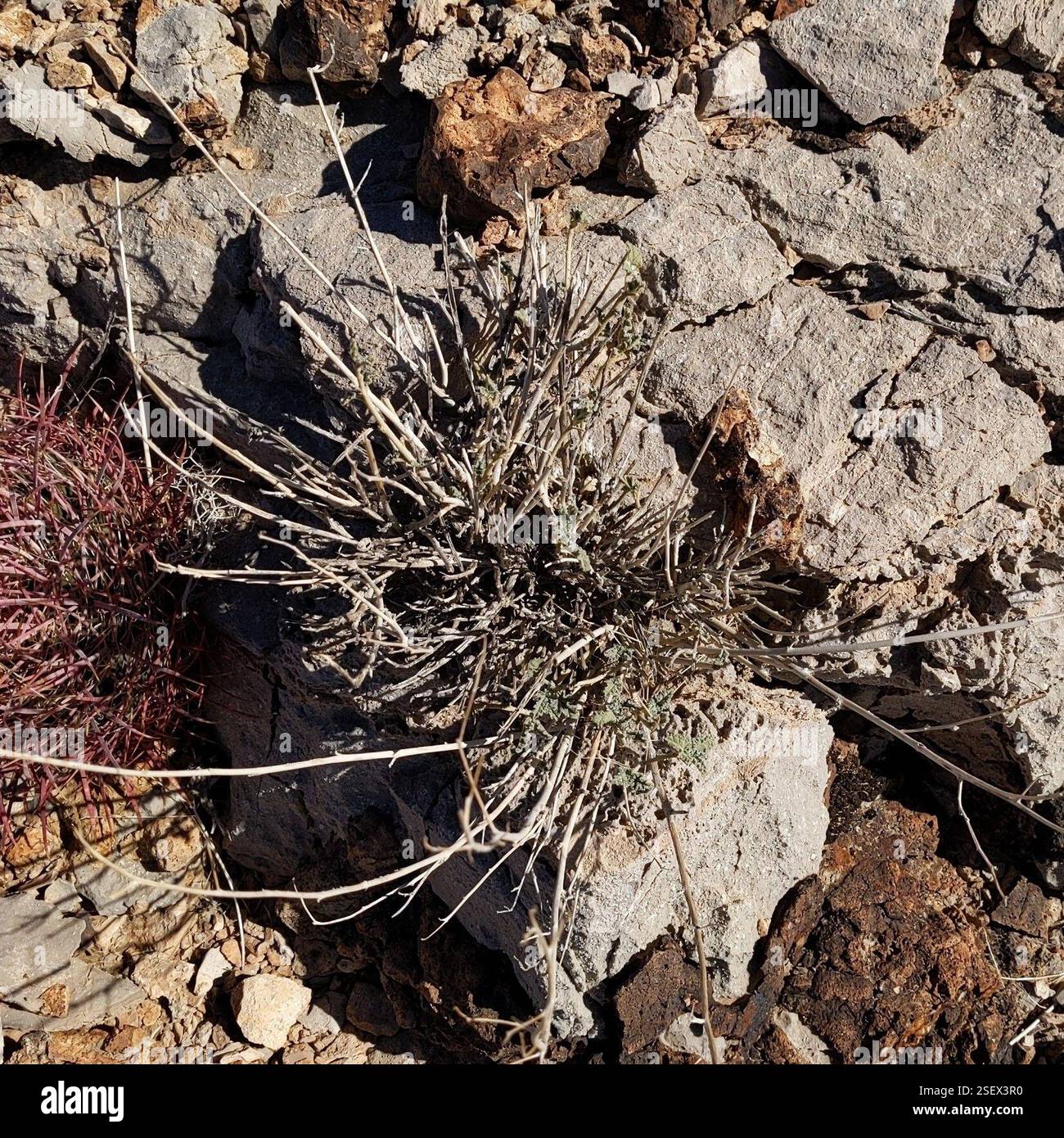 apricot mallow (Sphaeralcea ambigua), Plantae, Clark County, US-NV, US ...