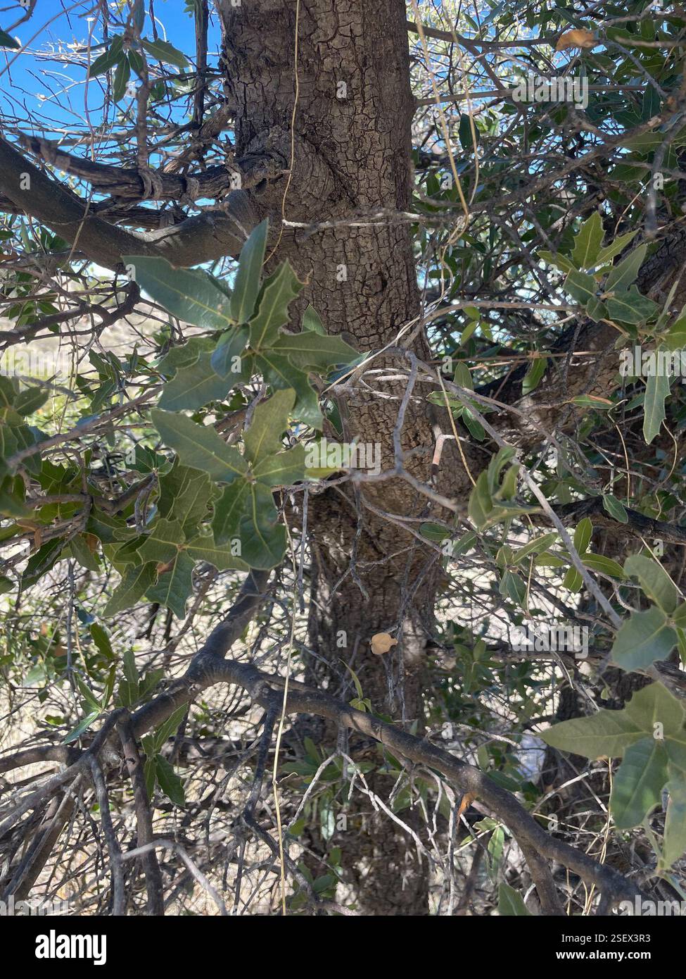 Emory oak (Quercus emoryi), Plantae, Coronado National Forest, Tucson ...