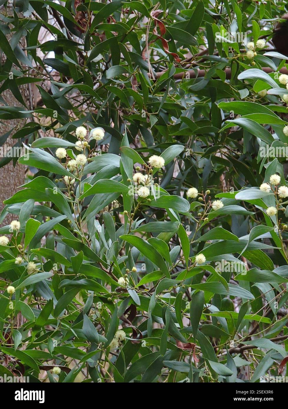 blackwood (Acacia melanoxylon), Plantae, San Pedro Valley County Park ...