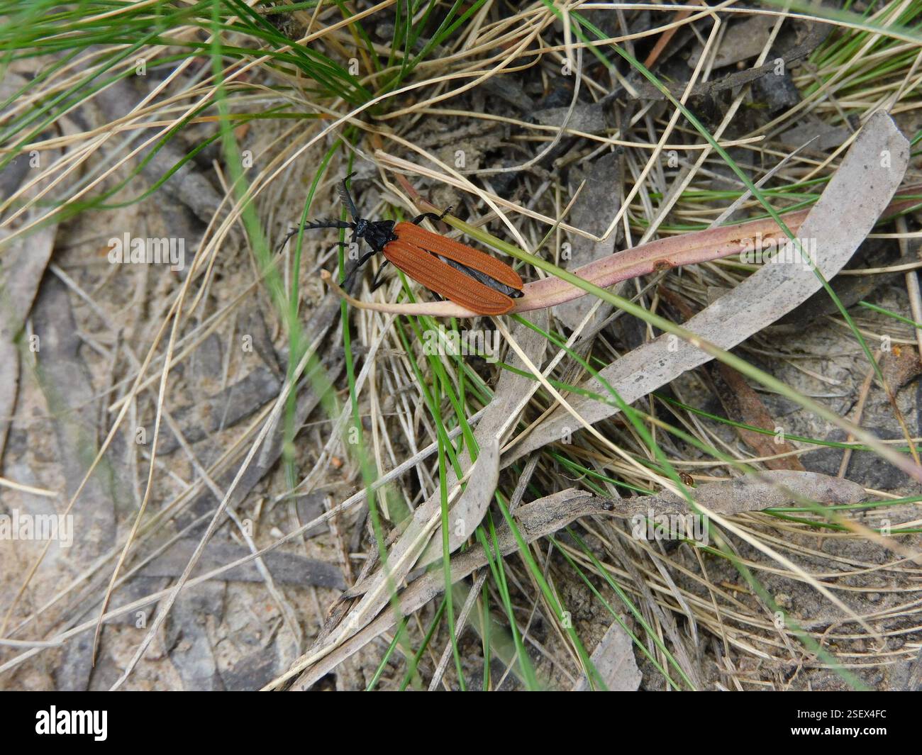 Red-winged Lycid (Porrostoma rufipenne), Insecta, Hobart TAS, Australia ...