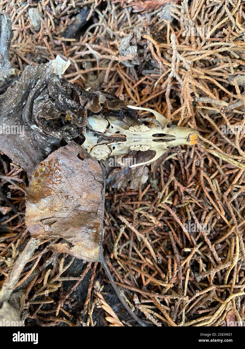 Black Rat (Rattus rattus), Mammalia, Henderson Ave, Sunnyvale, CA, US ...