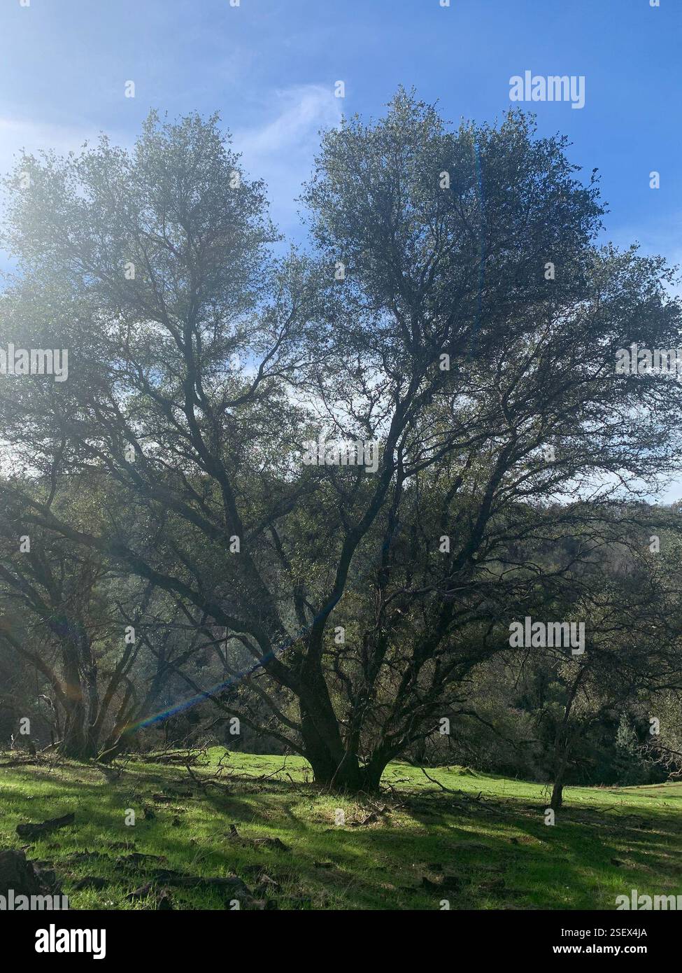 interior live oak (Quercus wislizeni), Plantae, Hidden Falls Regional ...