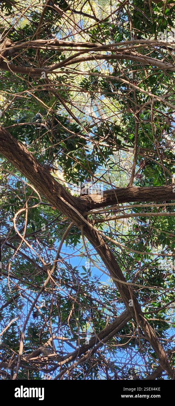 American Robin (Turdus migratorius), Aves, 22430 Tijuana, Baja ...