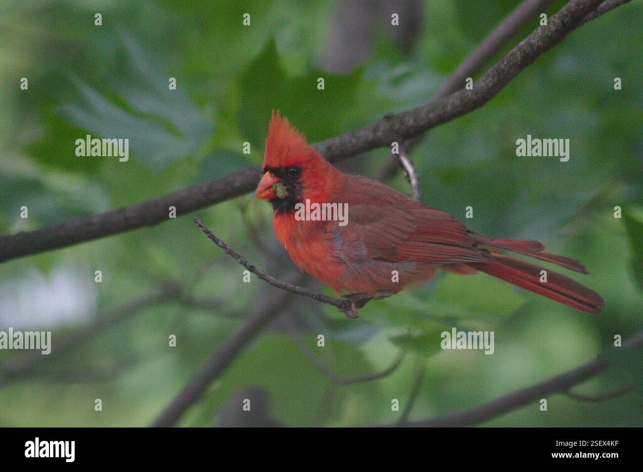 Northern Cardinal (Cardinalis cardinalis), Aves, Champlain, Québec ...