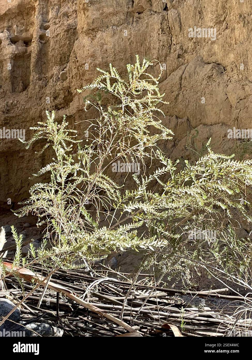 arrowweed (Pluchea sericea), Plantae, Indio Hills Palms Park Property ...