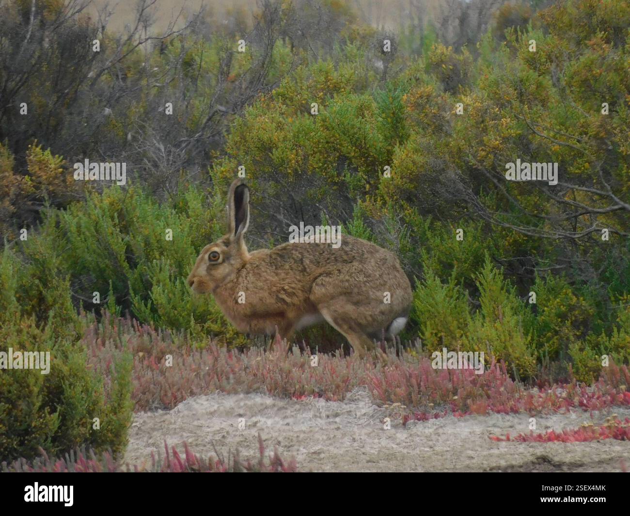 Brown Hare (Lepus europaeus), Mammalia, Penna TAS 7171, Australia Stock ...