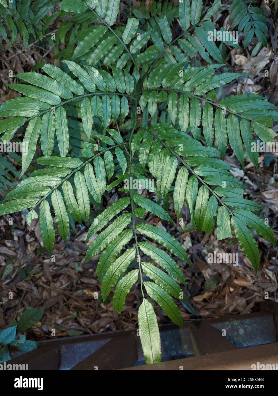 Vessel Fern (Angiopteris lygodiifolia), Plantae, 251, Taiwan, 新北市淡水區水源里 ...