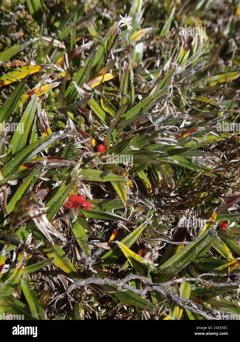 Pineapple Grass (Astelia alpina), Plantae, Ben Lomond TAS 7212 ...