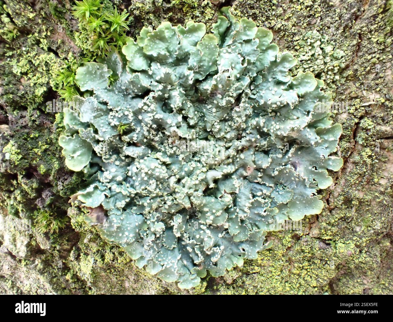 Powdered Speckled Shield Lichen (Punctelia subrudecta), Fungi, Graaf ...