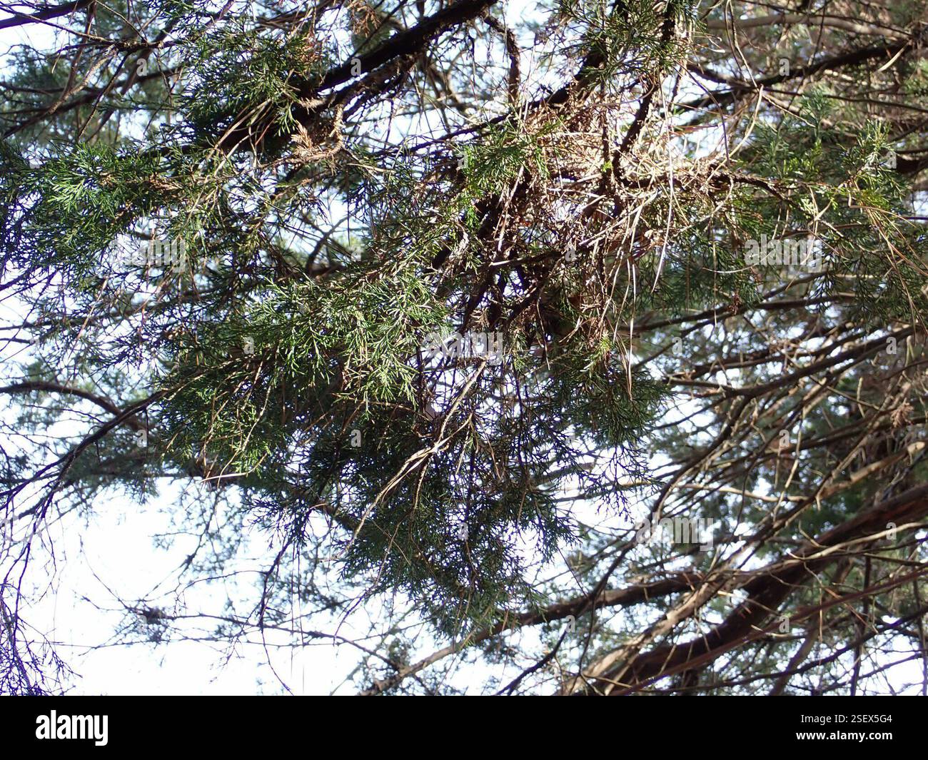 eastern redcedar (Juniperus virginiana), Plantae, North Carolina, US ...