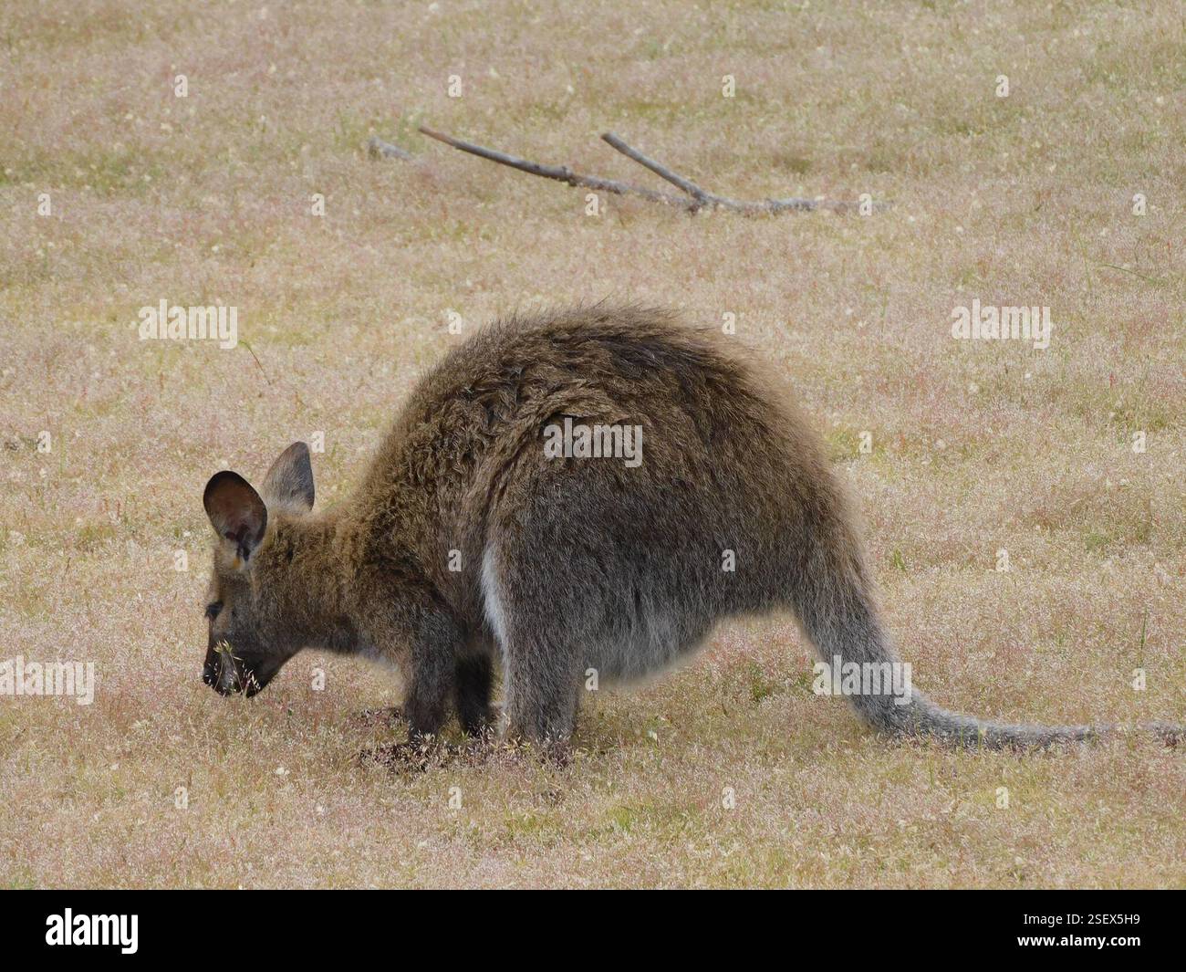 Bennett's Wallaby (Notamacropus rufogriseus rufogriseus), Mammalia ...