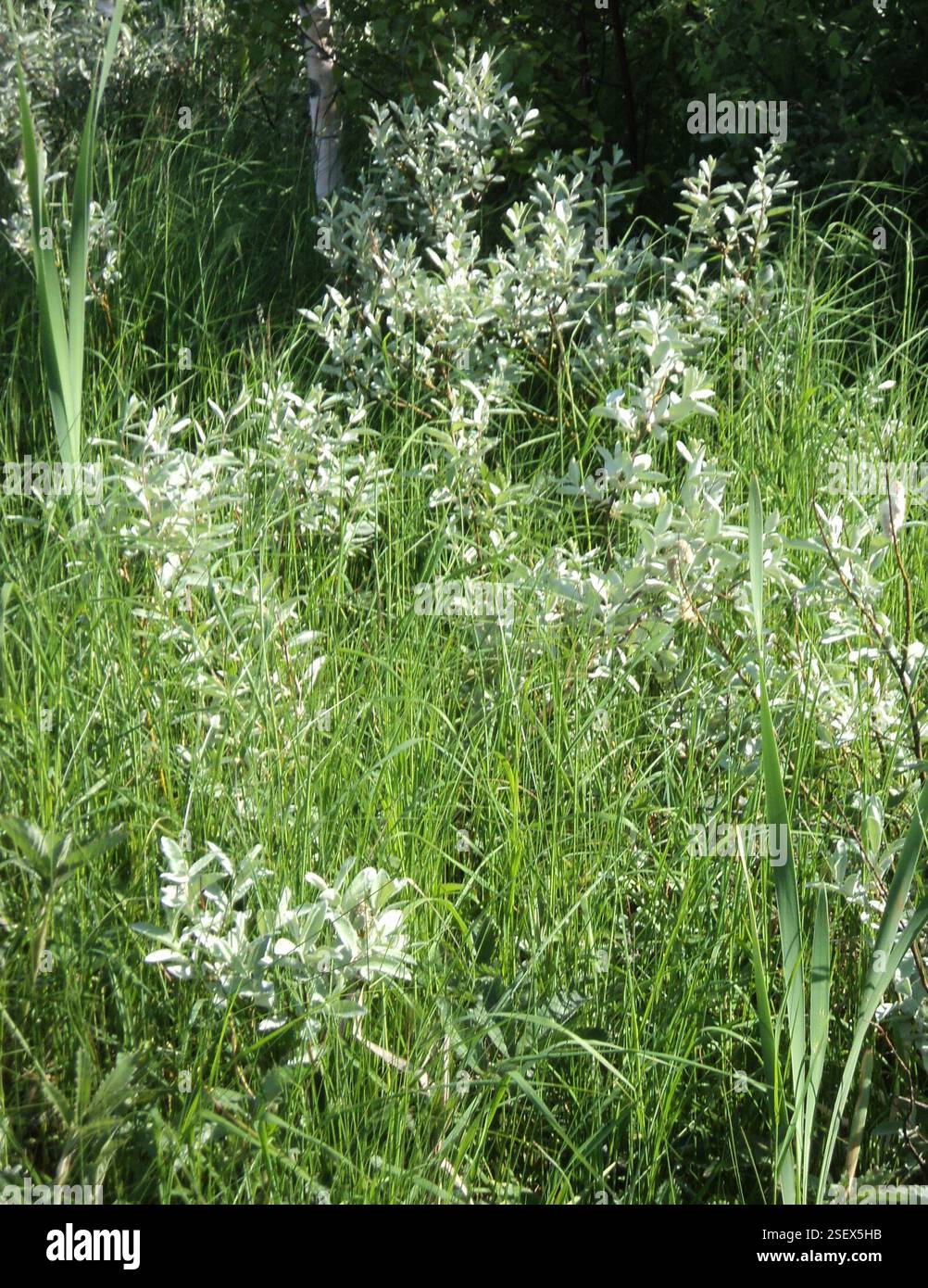 Downy Willow (Salix lapponum), Plantae, Ивановский р-н, Ивановская обл ...
