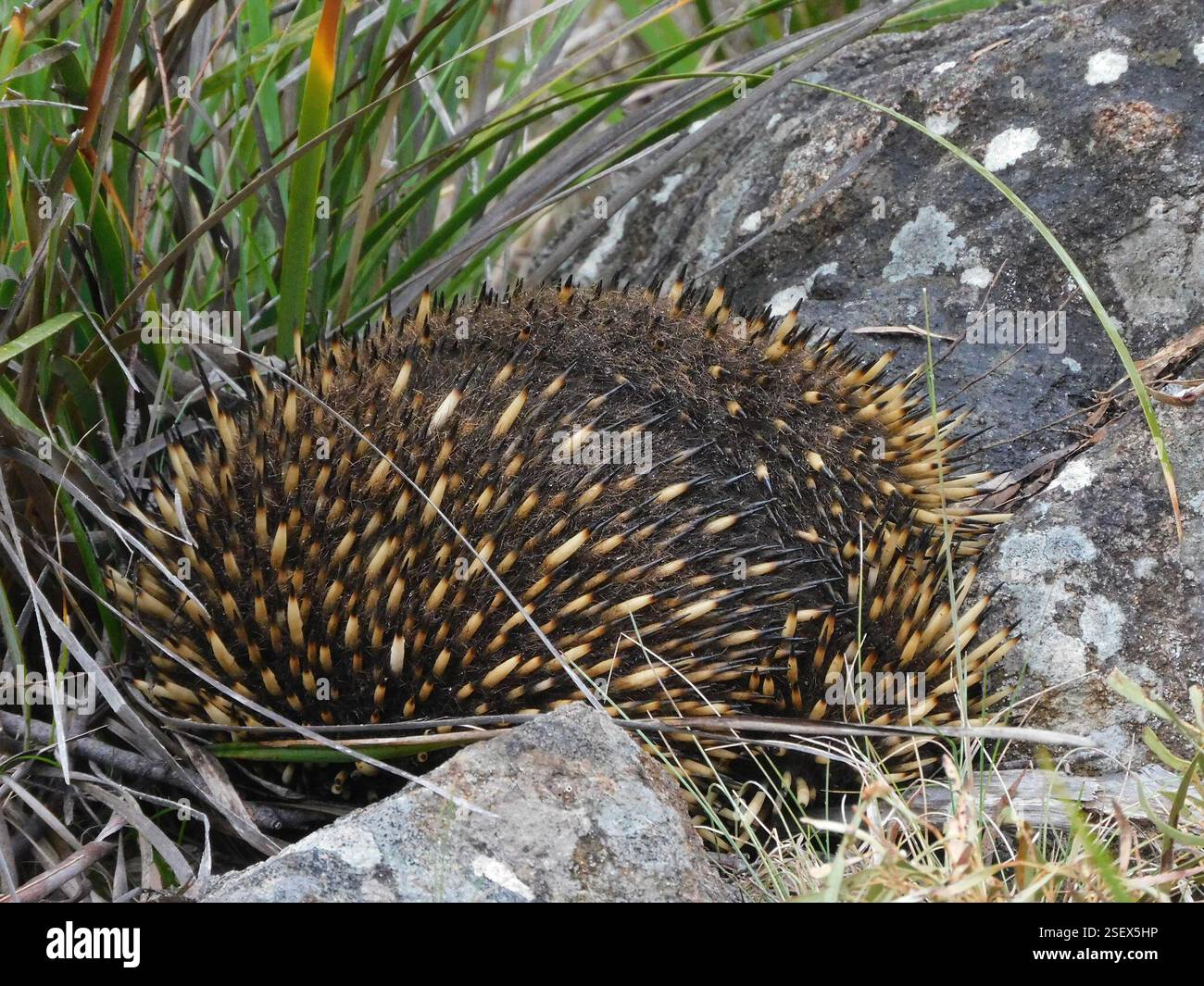Tasmanian Echidna (Tachyglossus aculeatus setosus), Mammalia, Hobart ...