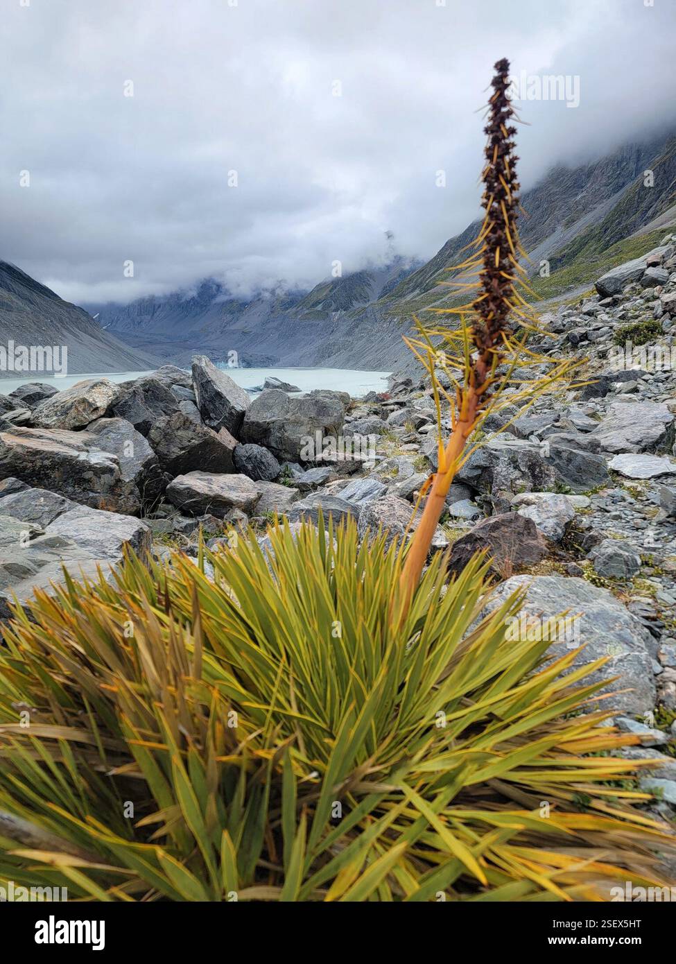 Aciphylla aurea hi-res stock photography and images - Alamy
