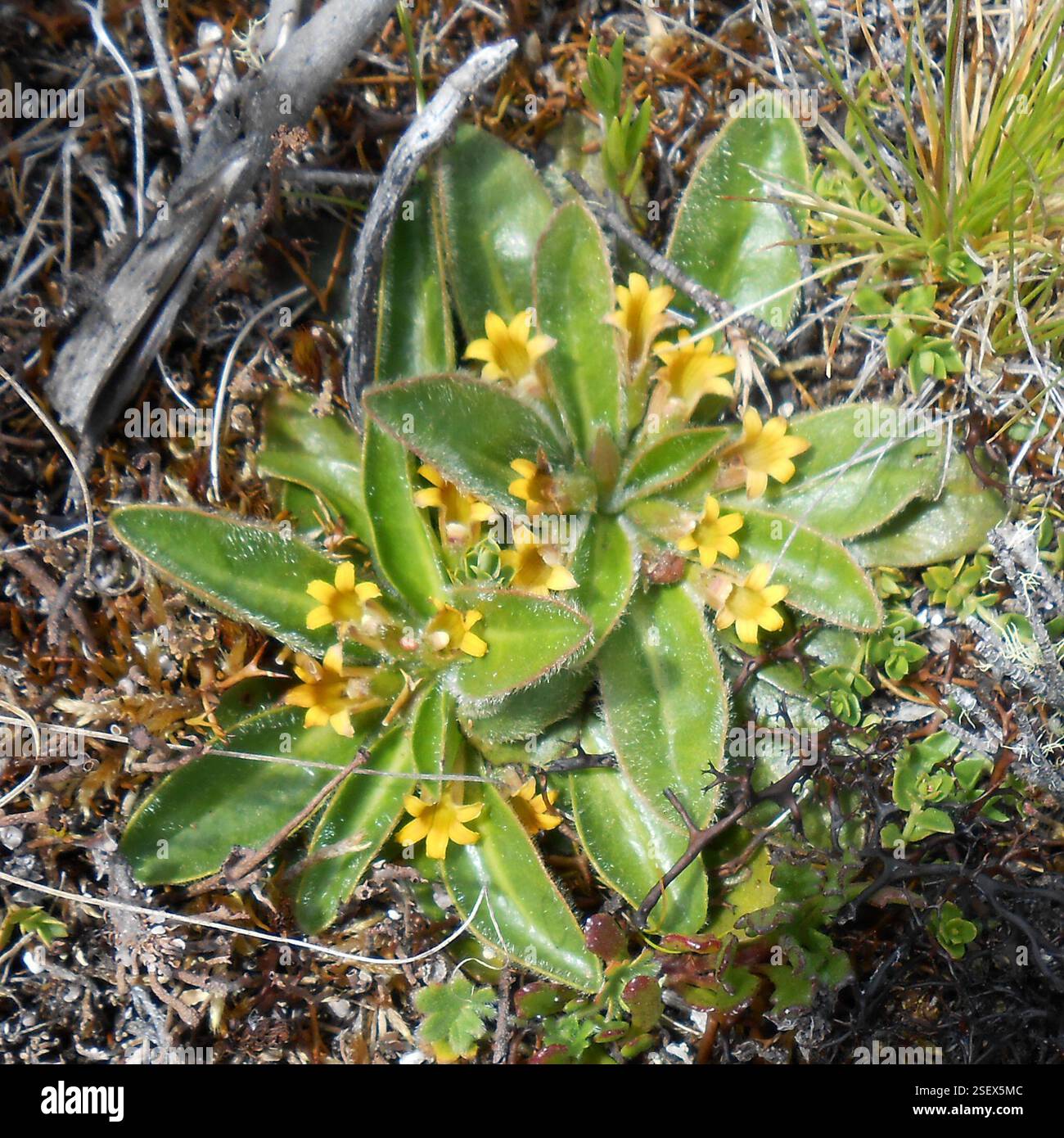 (Goodenia montana), Plantae, Central Plateau TAS 7304, Australia, Seen ...