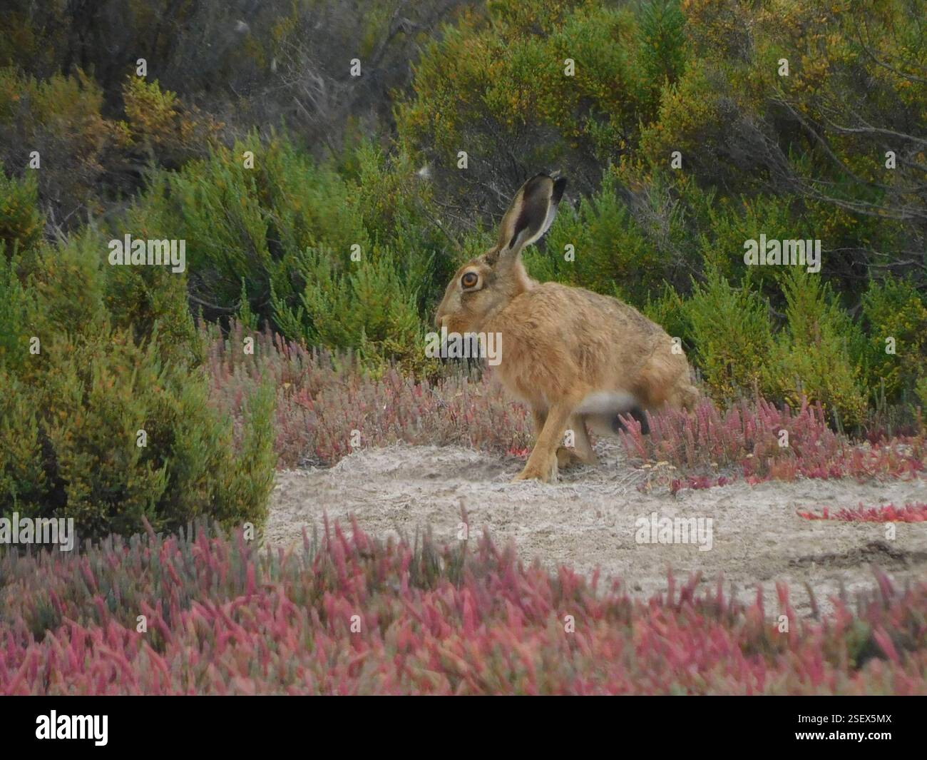 Brown Hare (Lepus europaeus), Mammalia, Penna TAS 7171, Australia Stock ...