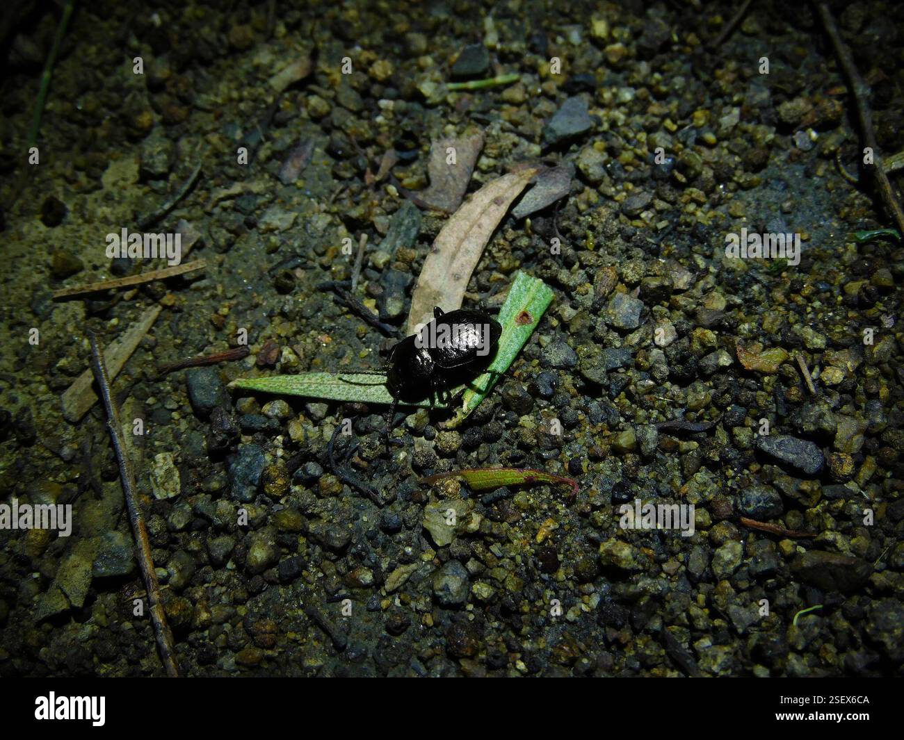 (Adelium abbreviatum), Insecta, Hobart TAS, Australia Stock Photo - Alamy