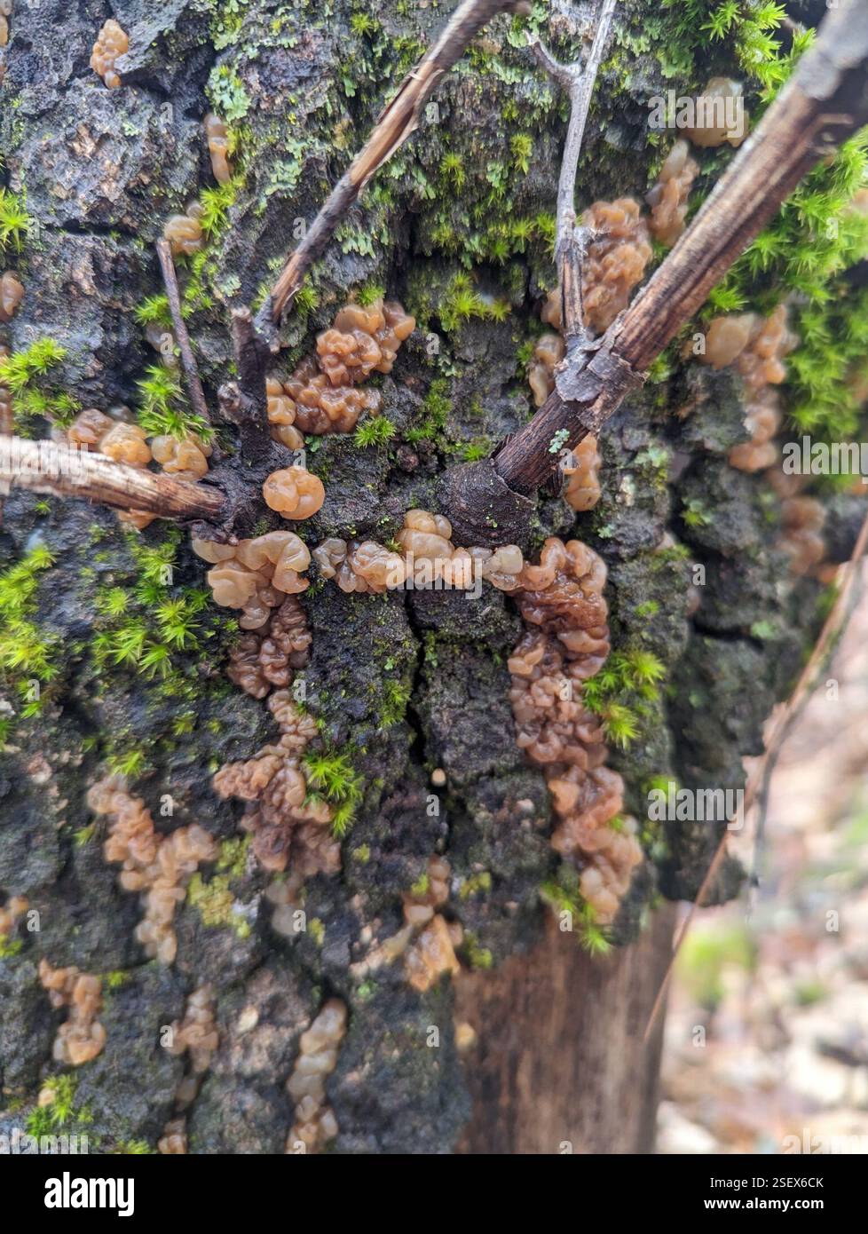 Crystal Brain Fungus (Myxarium nucleatum), Fungi, United States Stock ...