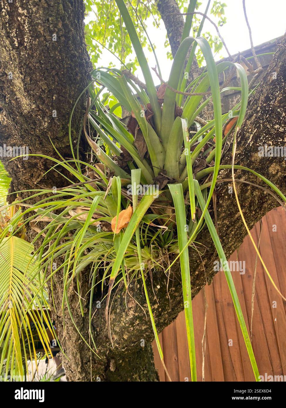 giant airplant (Tillandsia utriculata), Plantae, Isla de Roatán, Jose ...