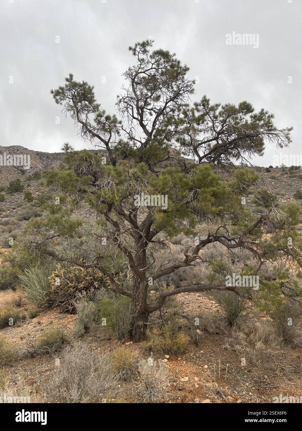 singleleaf pinyon (Pinus monophylla), Plantae, Mesquite, NV, US Stock ...