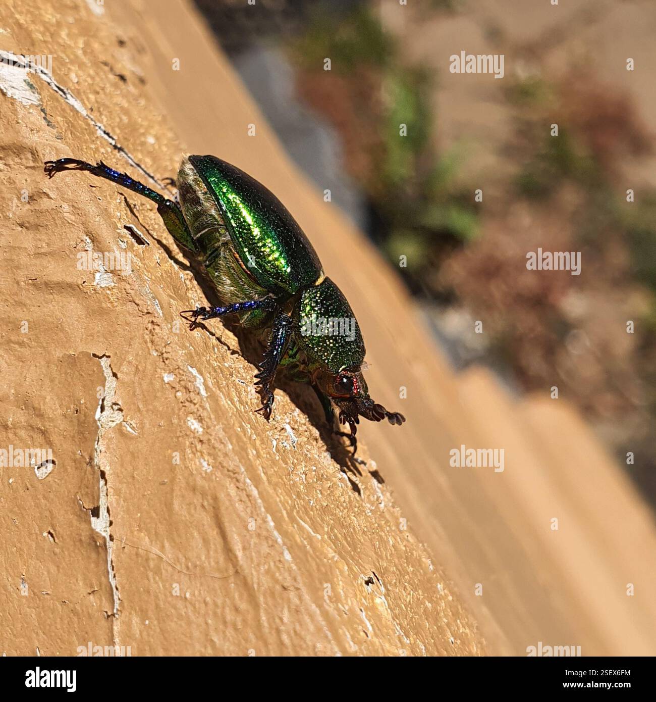 Golden Stag Beetle (Lamprima aurata), Insecta, Australian Capital ...