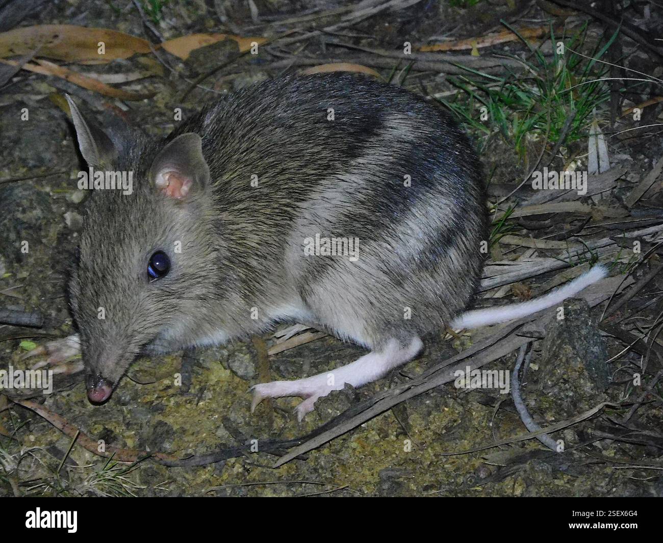 Eastern Barred Bandicoot (Perameles gunnii), Mammalia, Hobart TAS ...