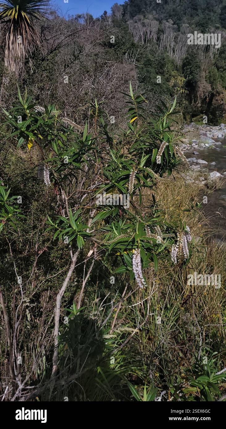 koromiko (Veronica salicifolia), Plantae, Ōkārito 7886, New Zealand ...