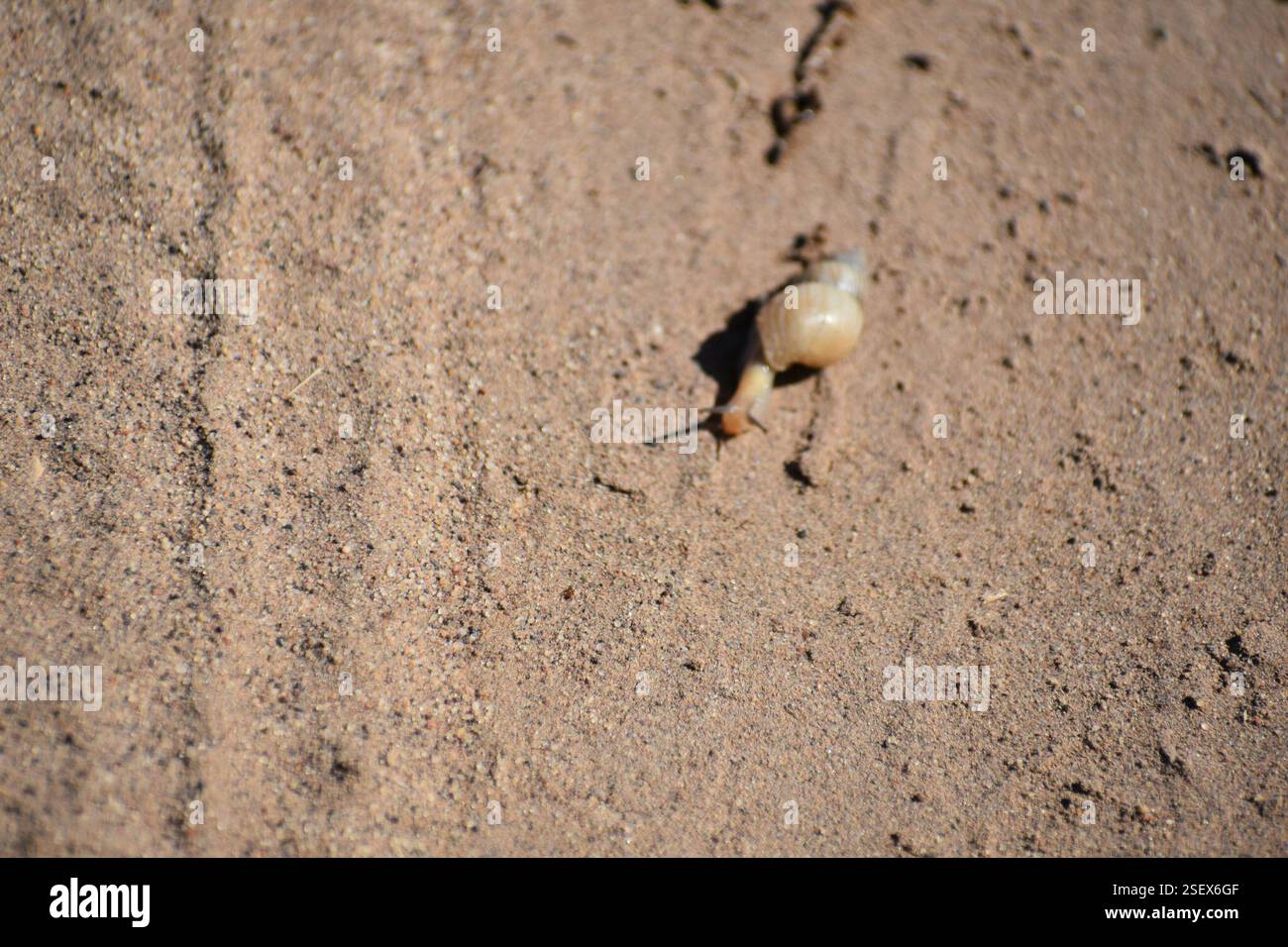 Ghost Bulimulus (Bulimulus bonariensis), Mollusca, La Pampa, Argentina ...