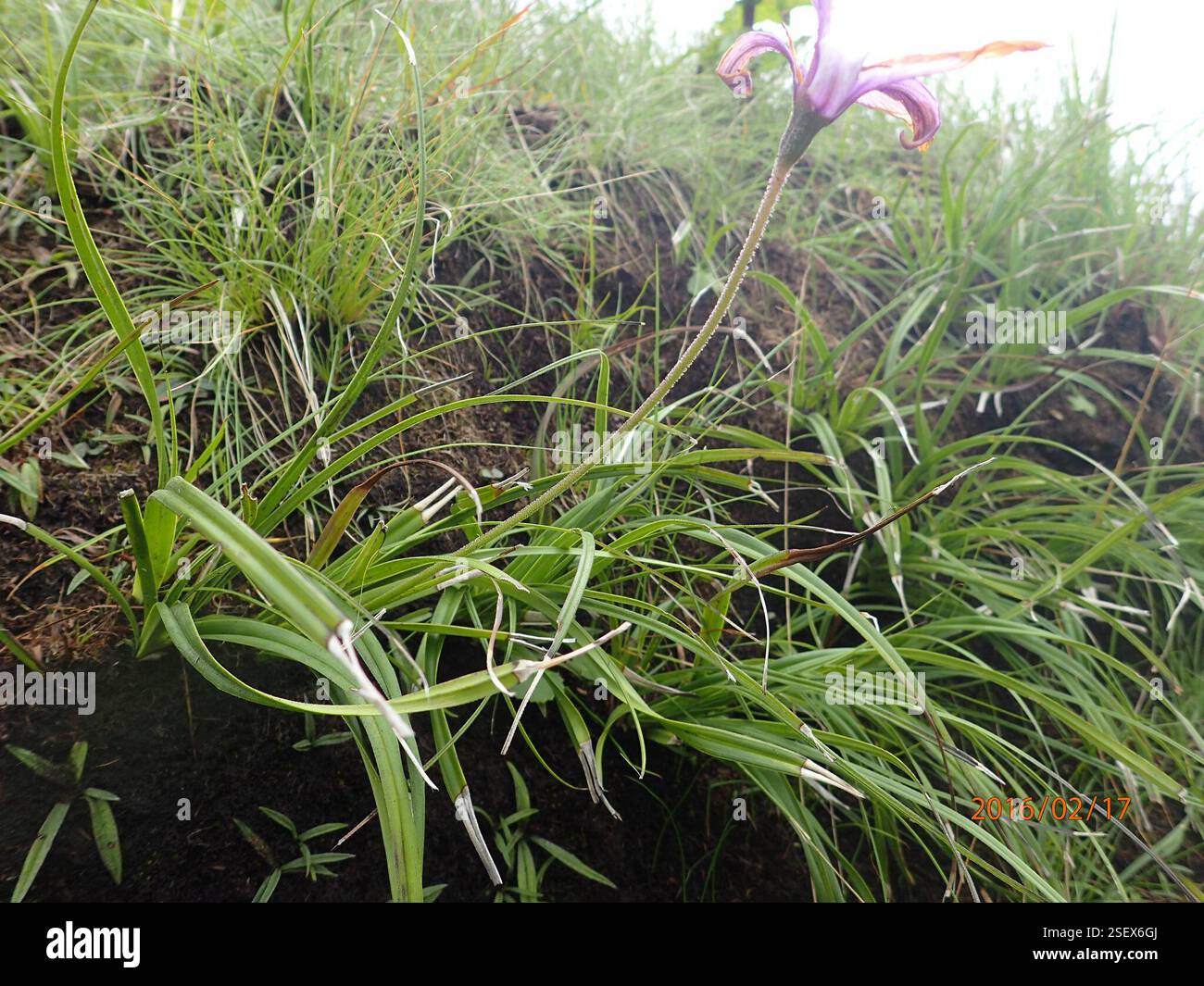 Small Monkeytail (Xerophyta viscosa), Plantae, Highmoor, 3300, South ...