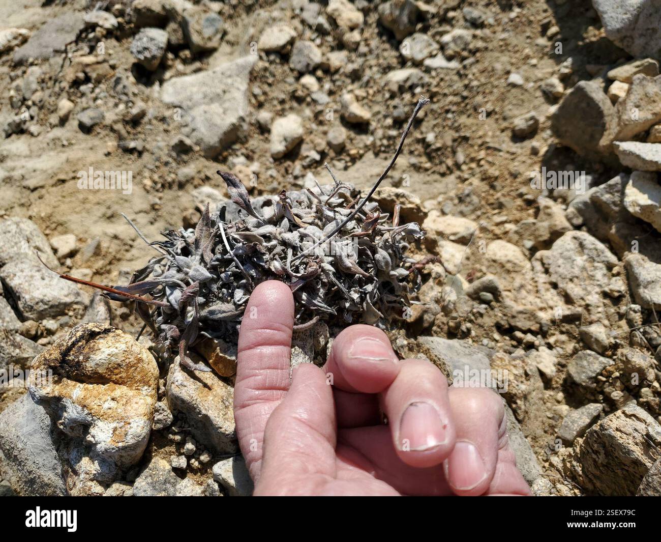 wild buckwheats (Eriogonum), Plantae, Fergus County, MT, USA Stock ...
