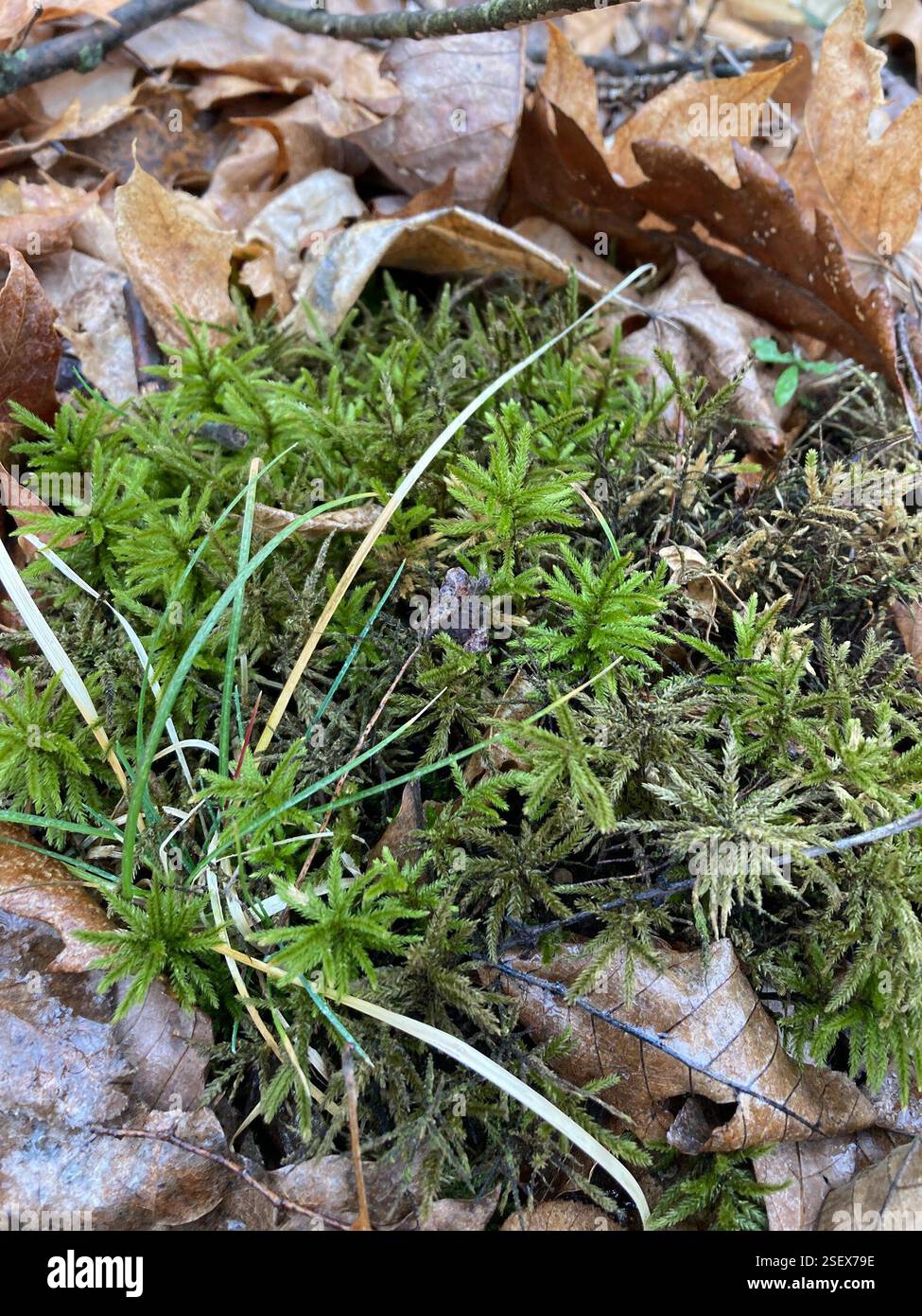 American Tree Moss (Climacium americanum), Plantae, Rockville, IN, US ...