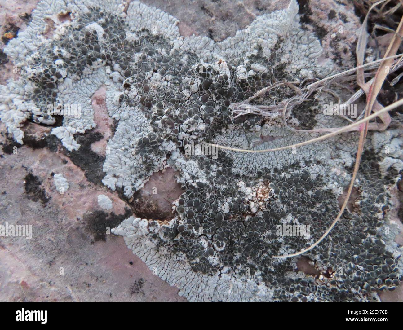 Black-eye Lichen (Tephromela atra), Fungi, Wind Cave National Park ...