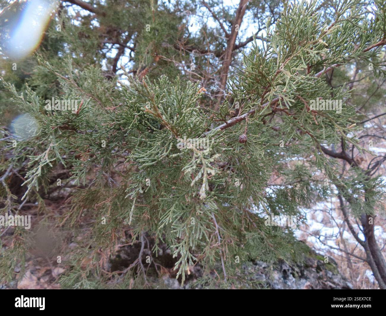 Rocky Mountain Juniper (Juniperus scopulorum), Plantae, Fall River ...