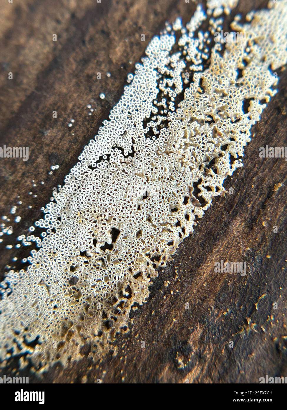 Henningsomyces candidus hi-res stock photography and images - Alamy