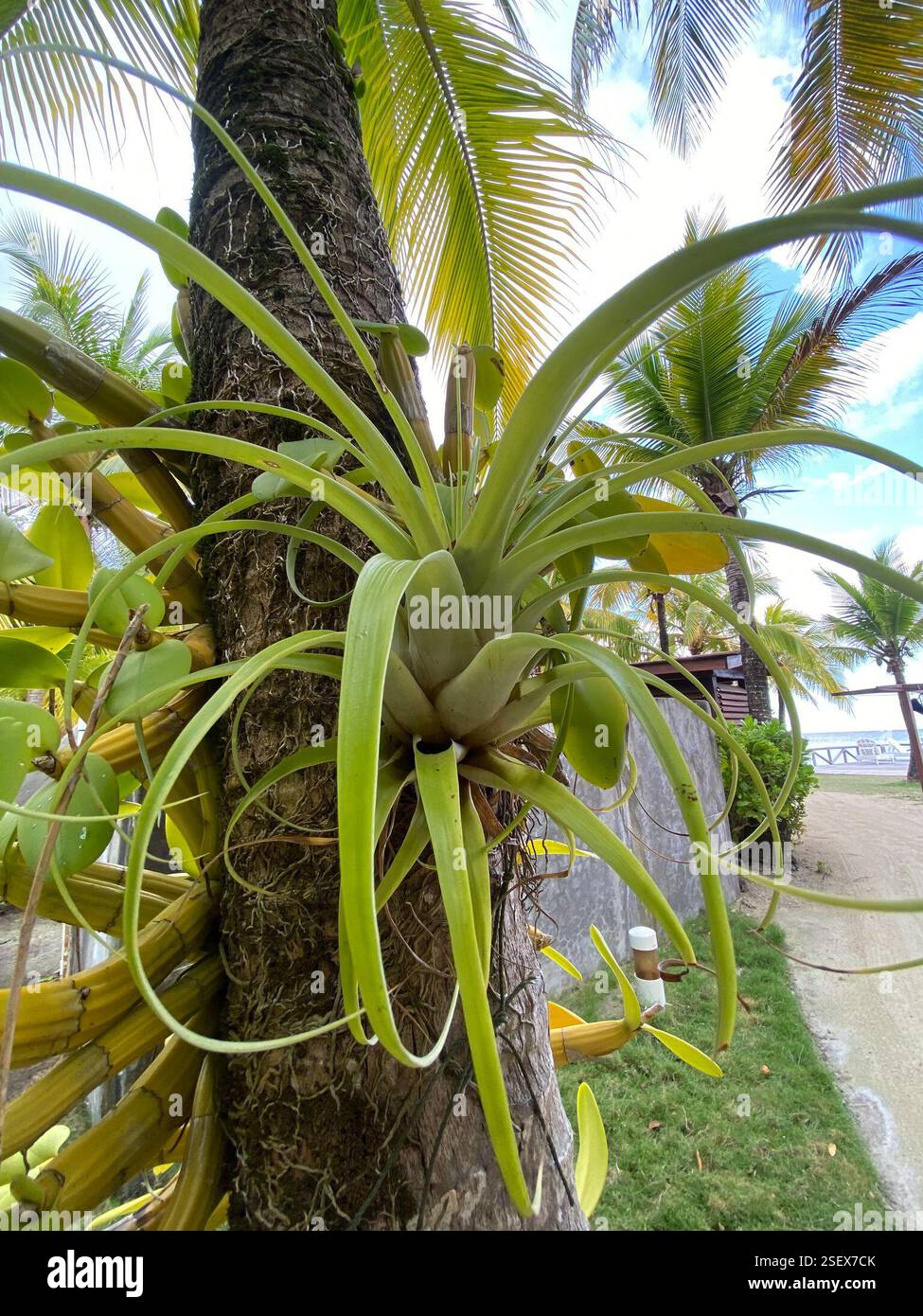 giant airplant (Tillandsia utriculata), Plantae, Isla de Roatán, Jose ...