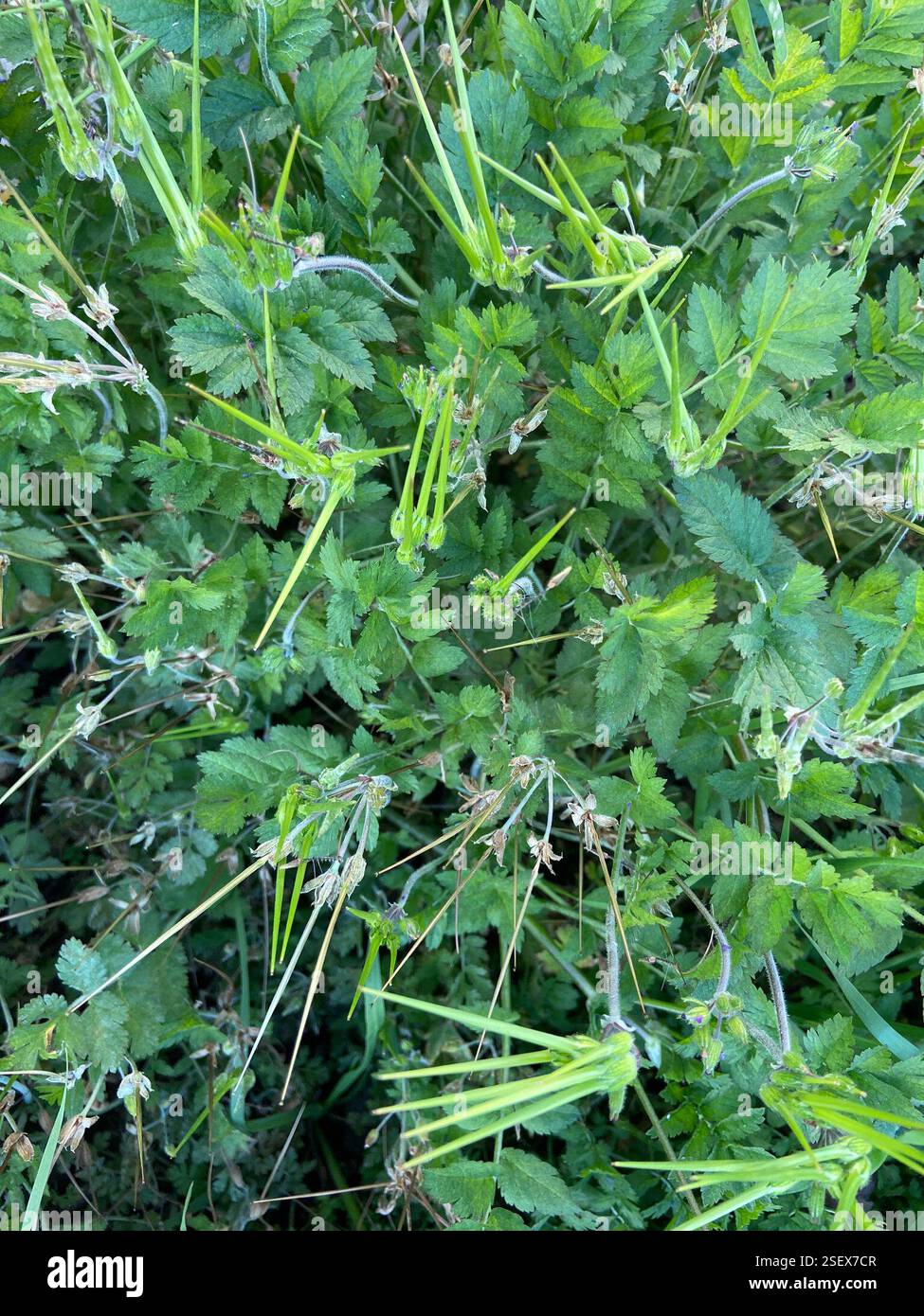 musk stork's-bill (Erodium moschatum), Plantae, Los Angeles County, US ...