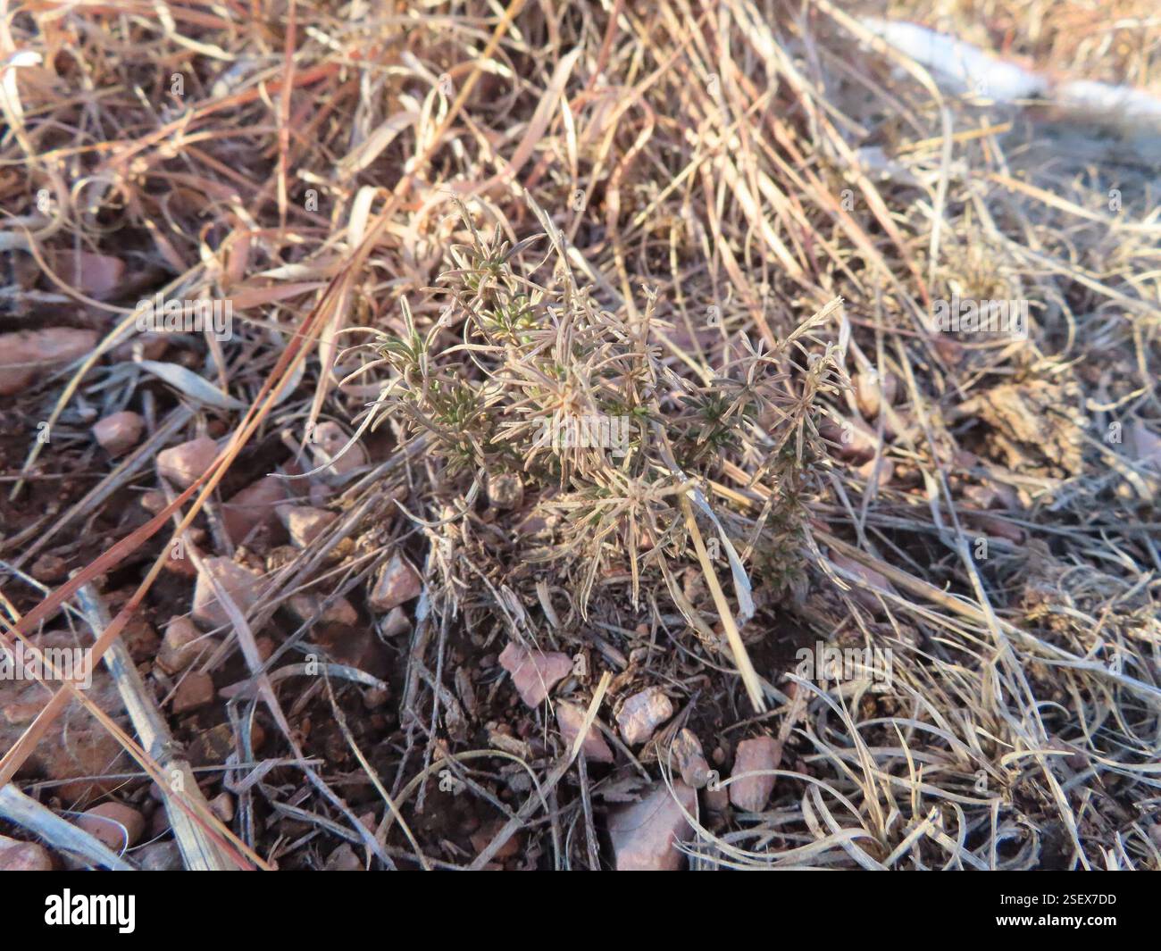 plants (Plantae), Plantae, Wind Cave National Park, Custer, South ...