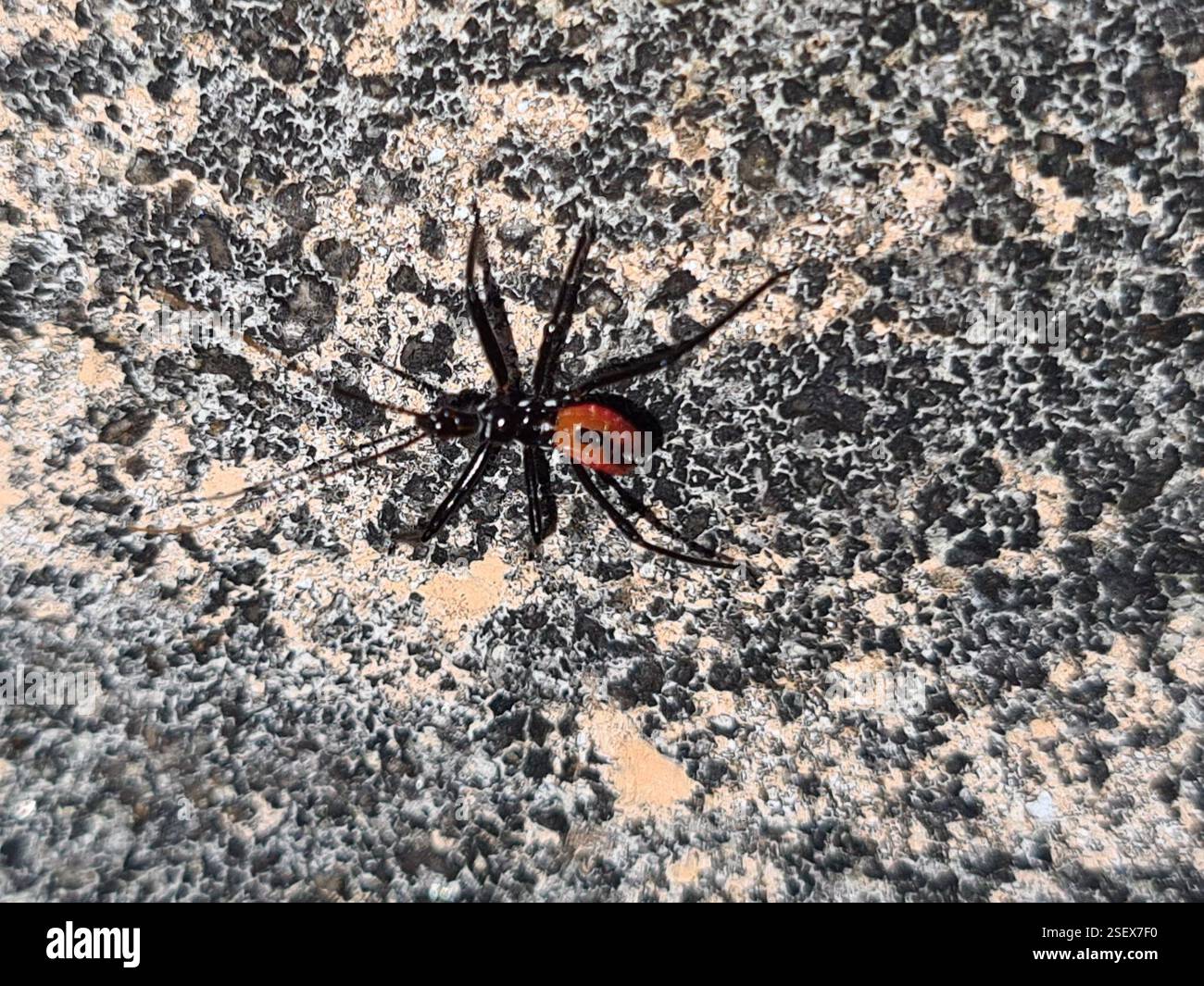 (Harpactorinae), Insecta, Mairiporã, SP, 07600-000, Brazil Stock Photo ...