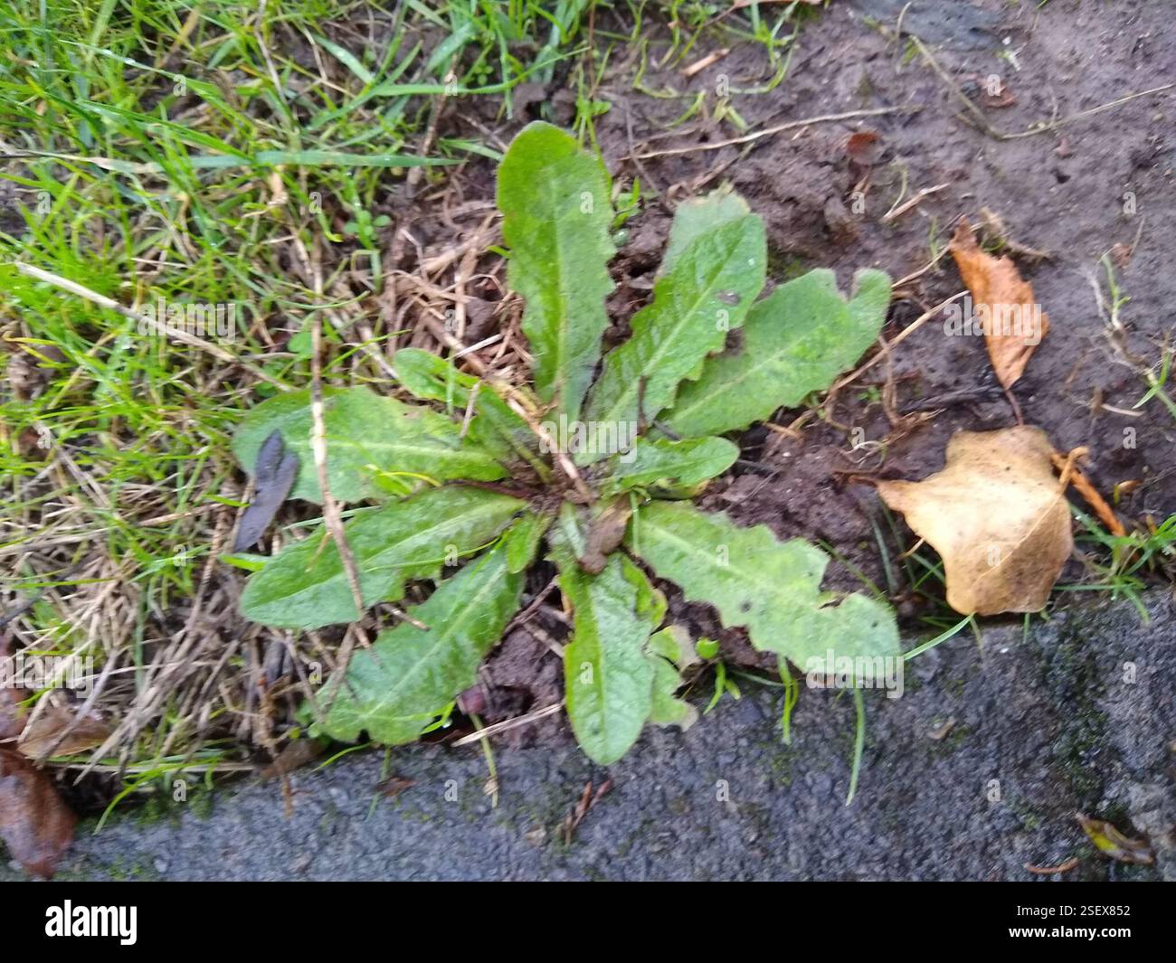 Common Cat's-ear (Hypochaeris radicata), Plantae, Amazon, Eugene, OR ...