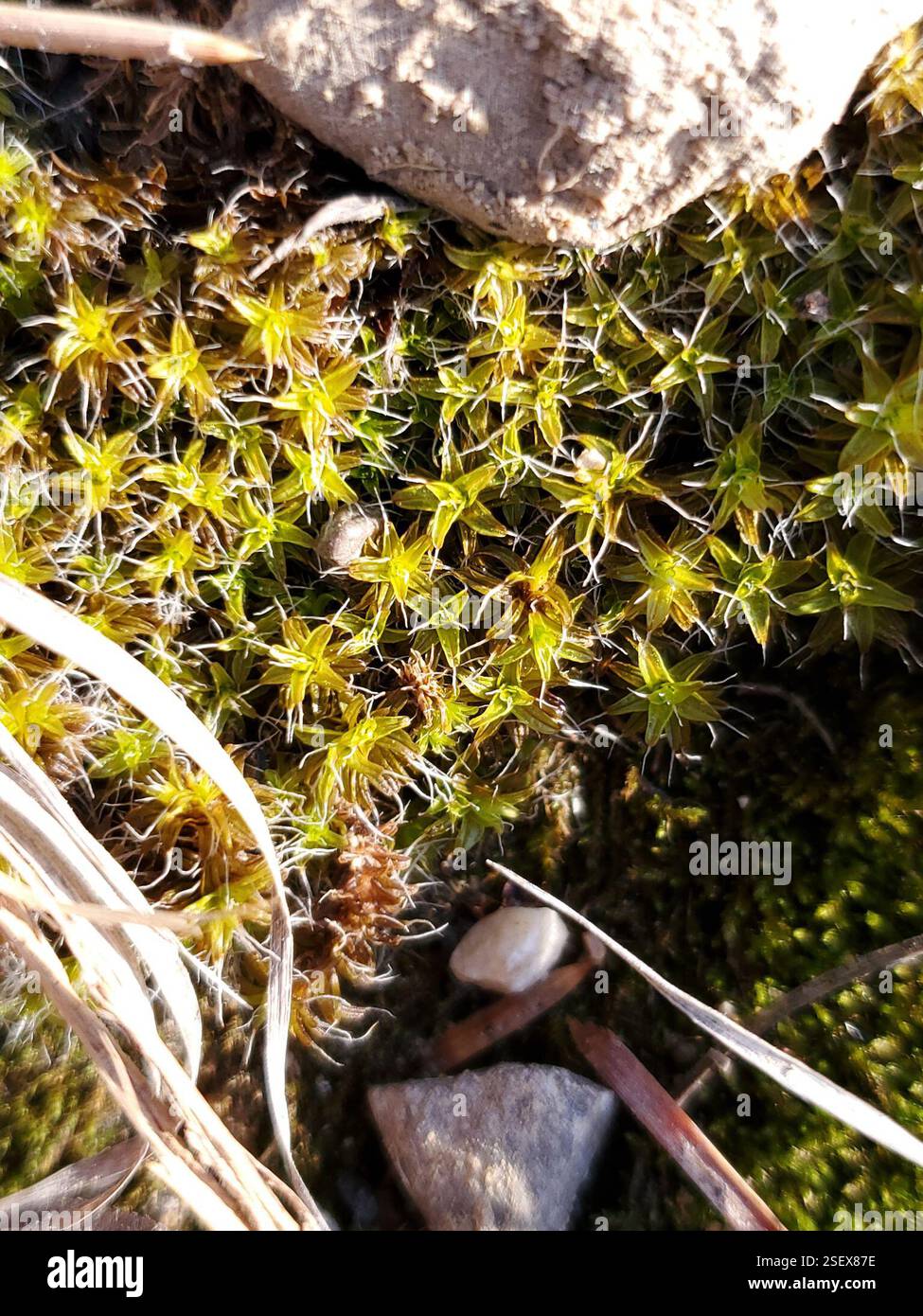 (Syntrichia), Plantae, Fergus County, MT, USA Stock Photo - Alamy