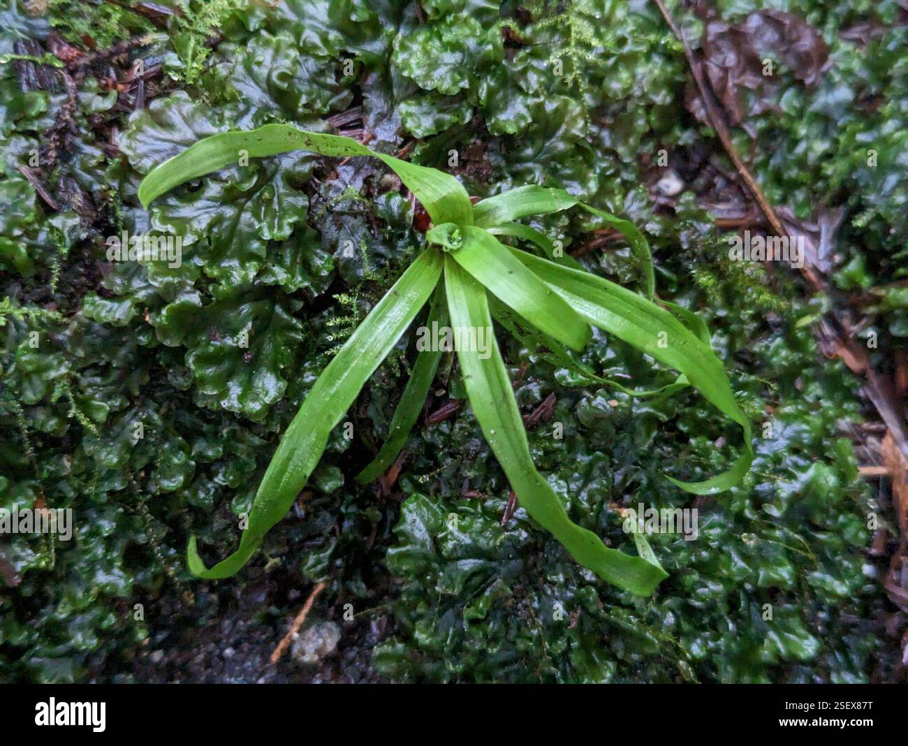 Small-flower Woodrush (Luzula parviflora), Plantae, Vancouver, BC V6G ...