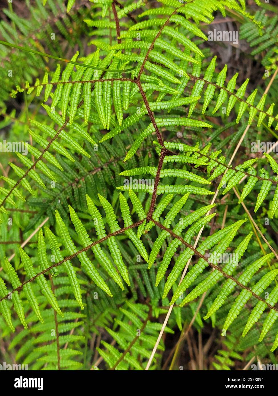 scrambling coral-fern (Gleichenia microphylla), Plantae, Rakiura ...