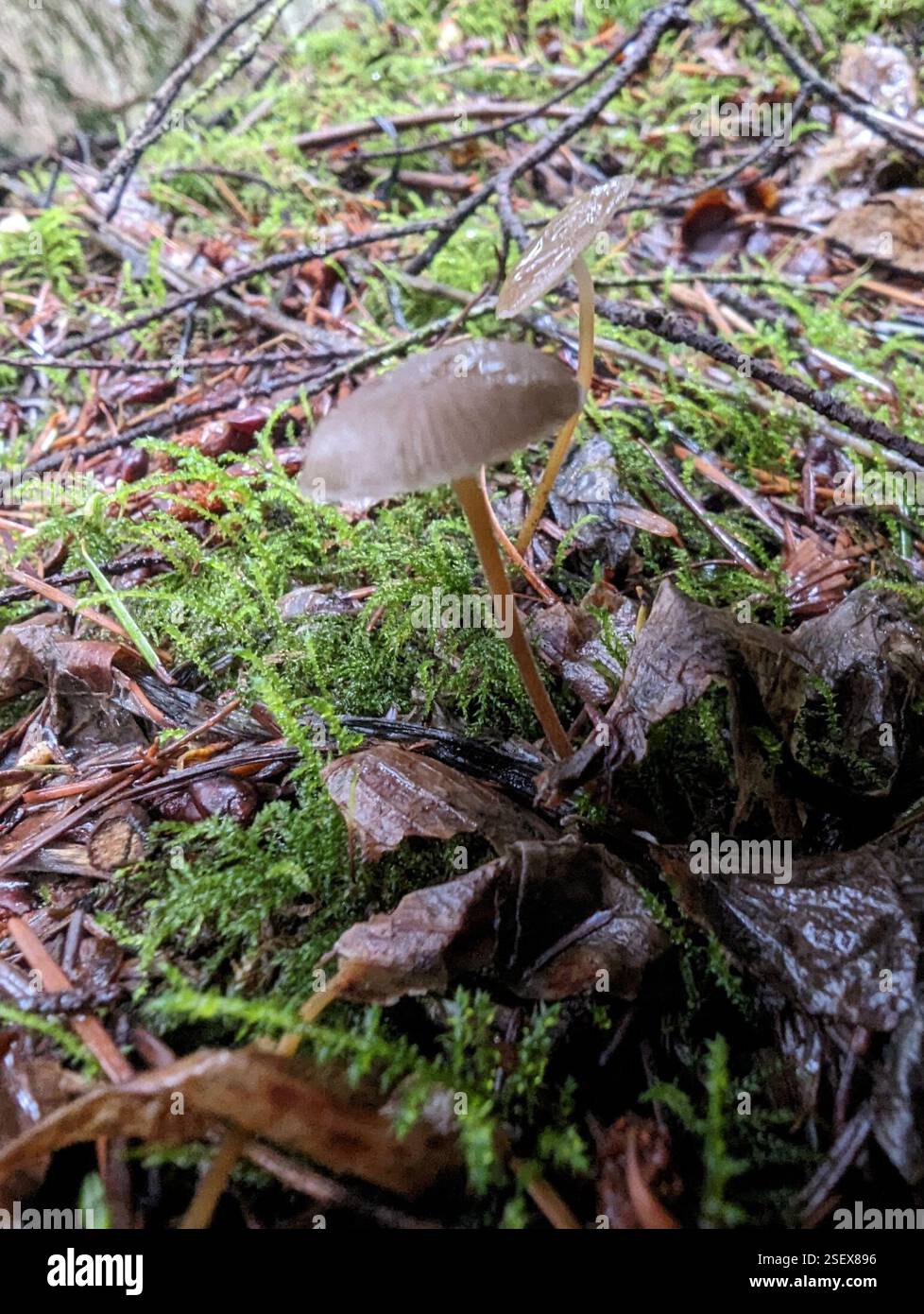 common bonnet (Mycena galericulata), Fungi, Vancouver, BC V6G, Canada ...